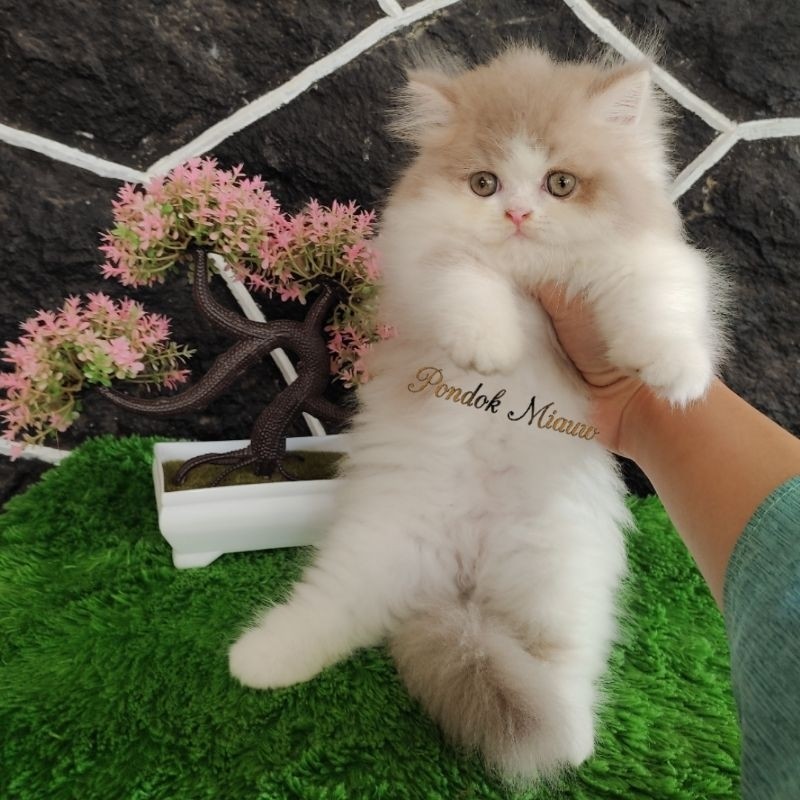 Jual Kucing Persia Anak Kucing Flatnose Abu Abu Putih Peaknose Kitten ...