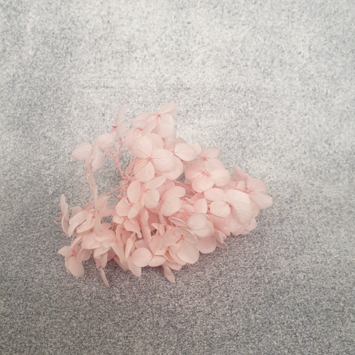 Jual preserved hydrangea flower in cup 5 gram - red | Shopee Indonesia