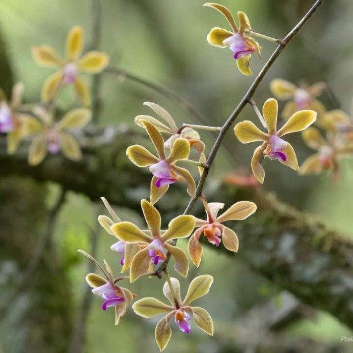 Jual Phalaenopsis honghenensis - BUMI Orchids Anggrek Koleksi | Shopee ...