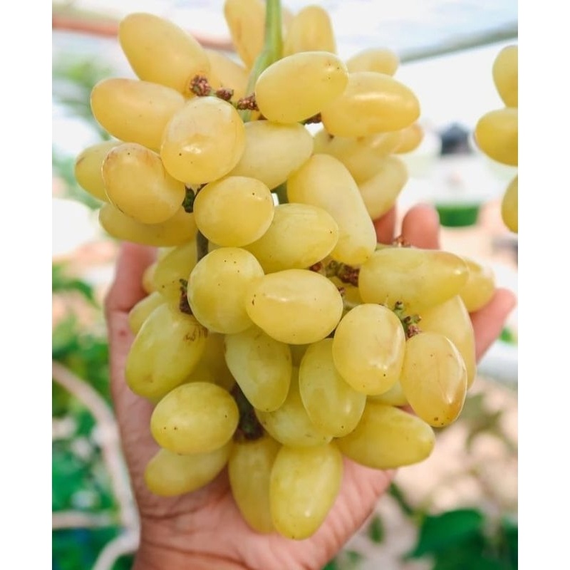 Jual Anggur Trans Import Tanaman Buah Import | Shopee Indonesia