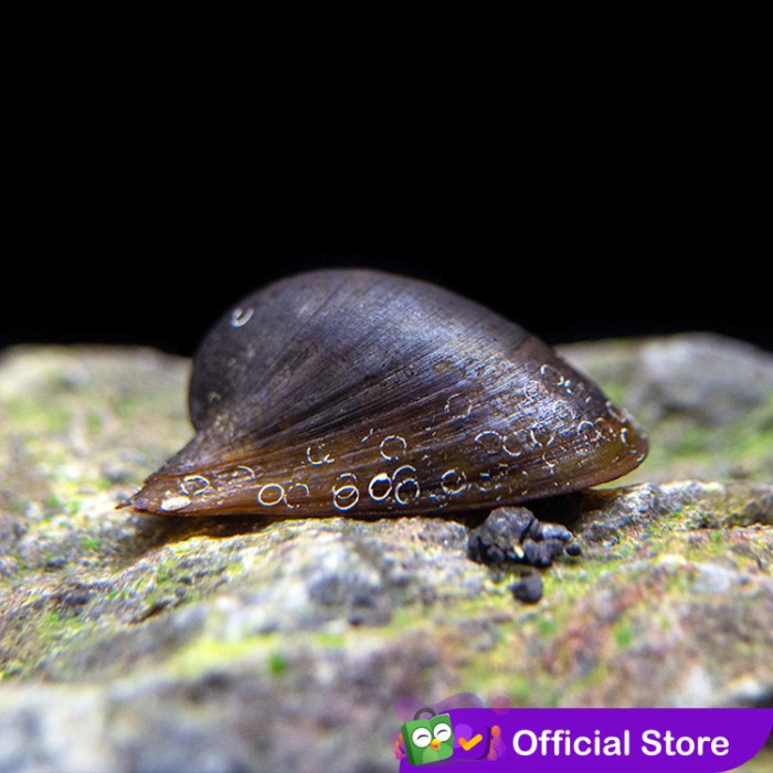 Jual Keong Sukhoi Batman / Nerite Snail / Keong Aquascape Terbaru ...