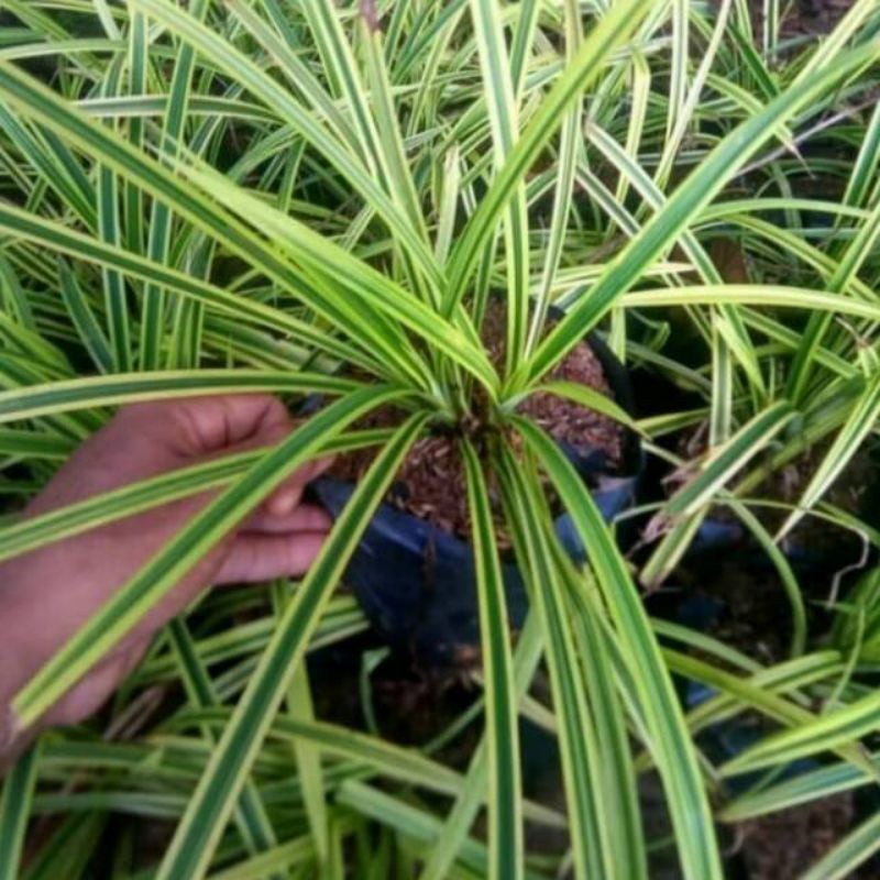 Jual TANAMAN HIAS PANDAN KUNING/PANDAN AFRIKA | Shopee Indonesia