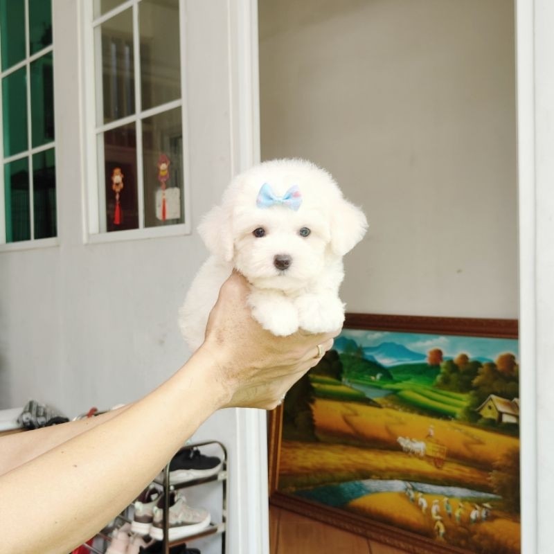 Jual snow white Tiny toy poodle male super cute imut cantik putih ...