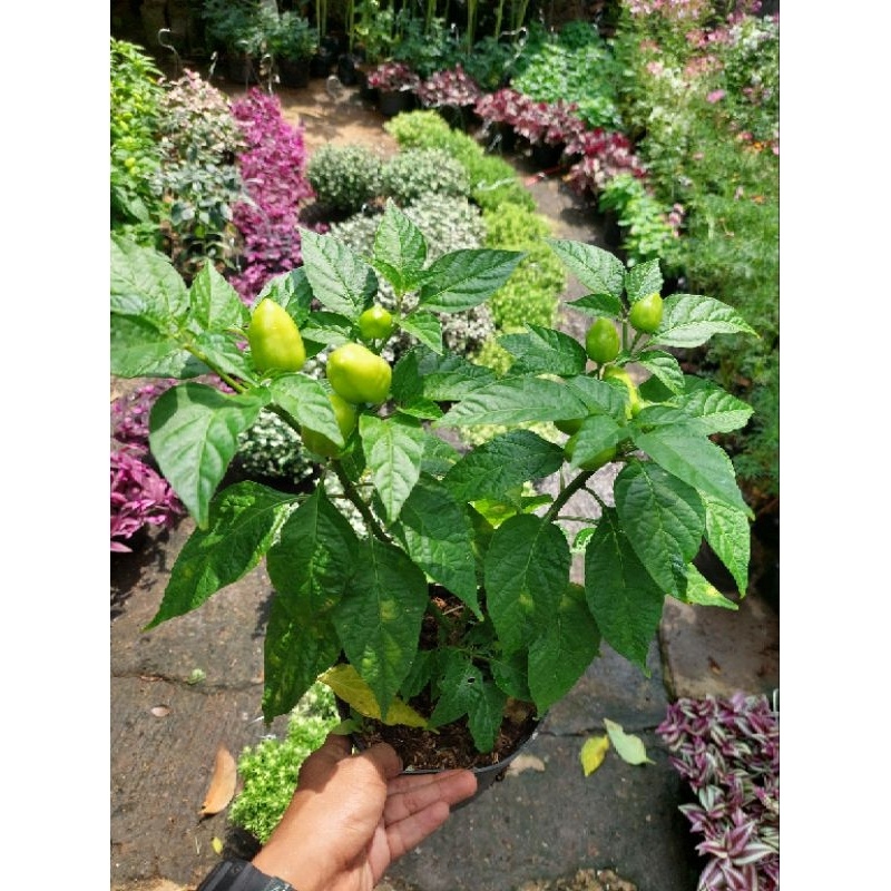 Jual Promo 10.10 // tanaman cabe gendot rimbun+ pot | Shopee Indonesia