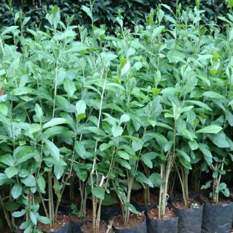 Jual Tanaman Hias Lee Kwan yew//Tanaman Li kwan yu//Tanaman Rambat 4 ...