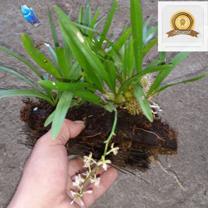 Jual anggrek eria hutan per batang bunga putih kuning | Shopee Indonesia