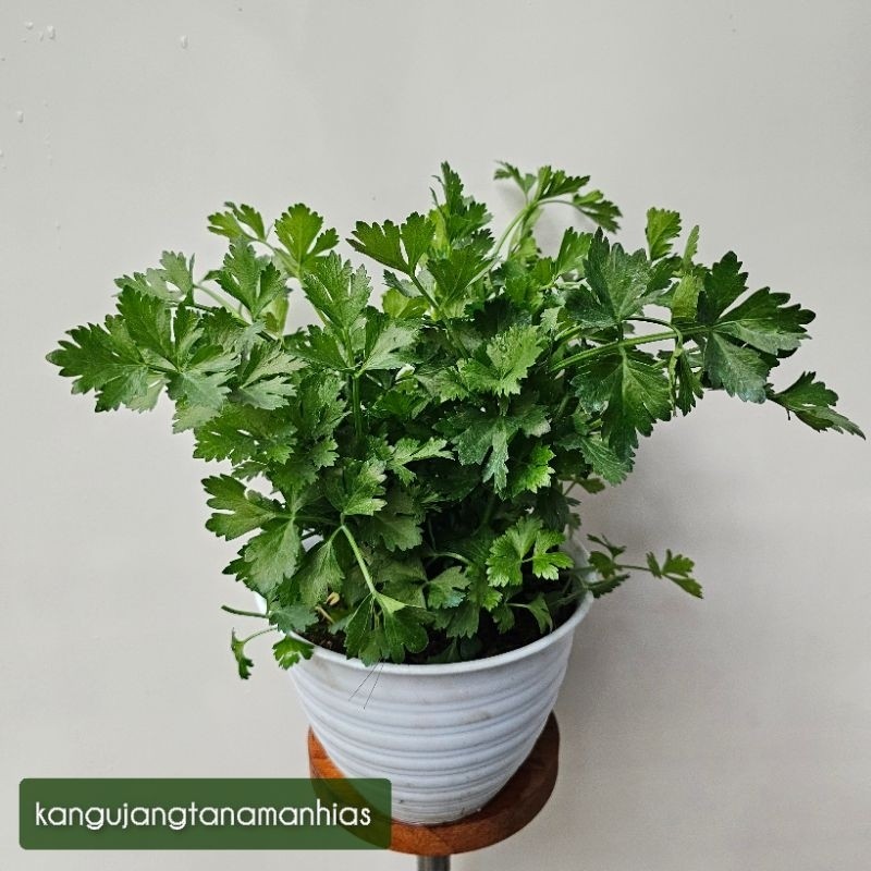 Jual 1 POT TANAMAN SLEDRI SELEDRI ( SIAP KONSUMSI ) | Shopee Indonesia