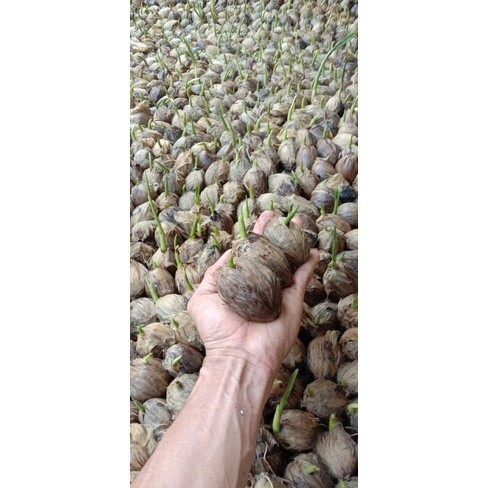 Jual Bxc TERBAIK BIBIT PINANG BATARA SUPER UNGGUL(KECAMBAH PINANG ...