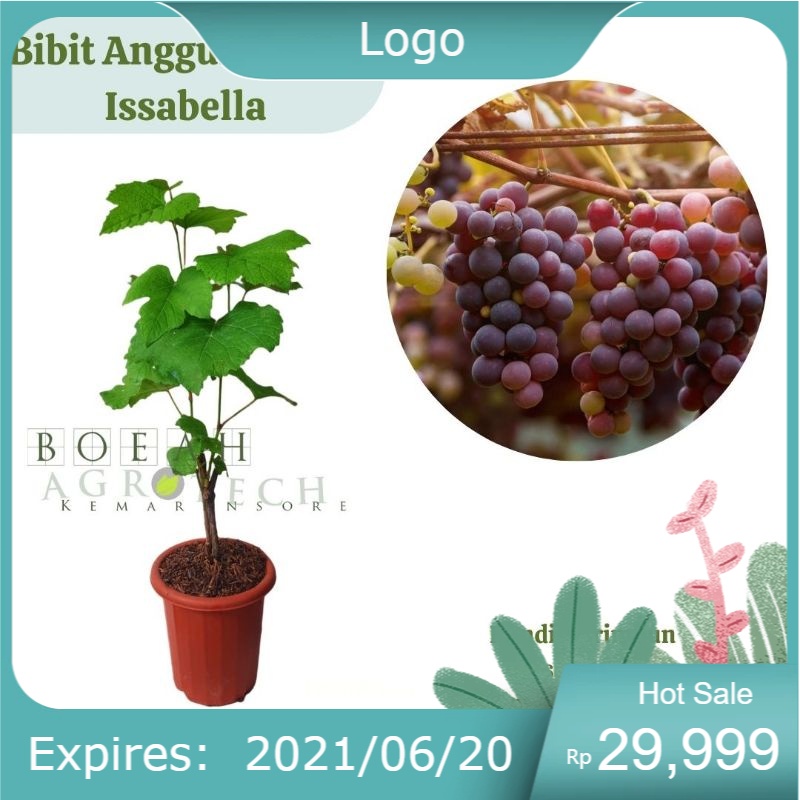 Jual Bibit Tanaman Buah Anggur Merah Lokal Jenis Isabella | Shopee ...