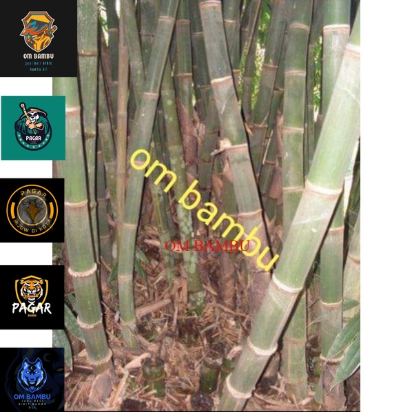 Jual bibit bambu serat atow bambu gombong raksasa | Shopee Indonesia