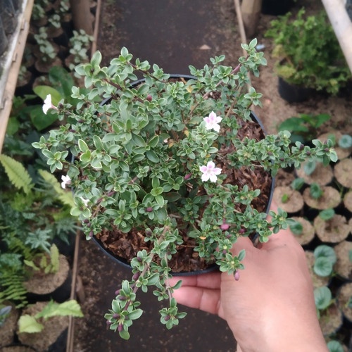 Jual BUNGA SERIBU BINTANG MIKRO - Tanaman Hias Seribu Bintang Mikro ...