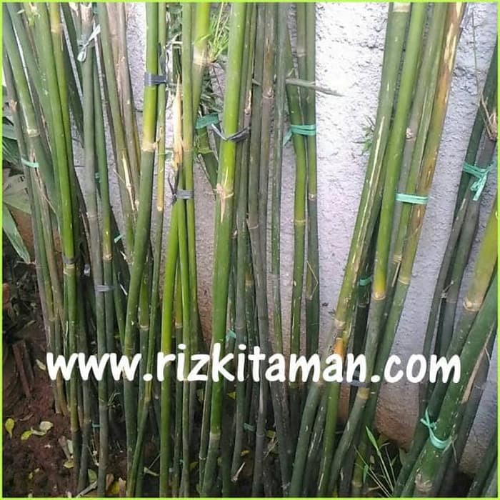 Jual Tanaman Pohon Bambu Cina China,Telisik hijau, kelisik hijau ...