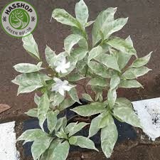 Jual TANAMAN HIAS ROMBUSA PUTIH | MELATI REMBOSA | POHON SABERNA PUTIH ...