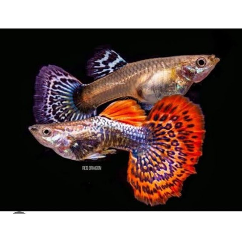 Jual Ikan Hias Guppy Cobra/Mozaik Pasangan Jantan Dan Betina Aquascape/Aquarium | Shopee Indonesia