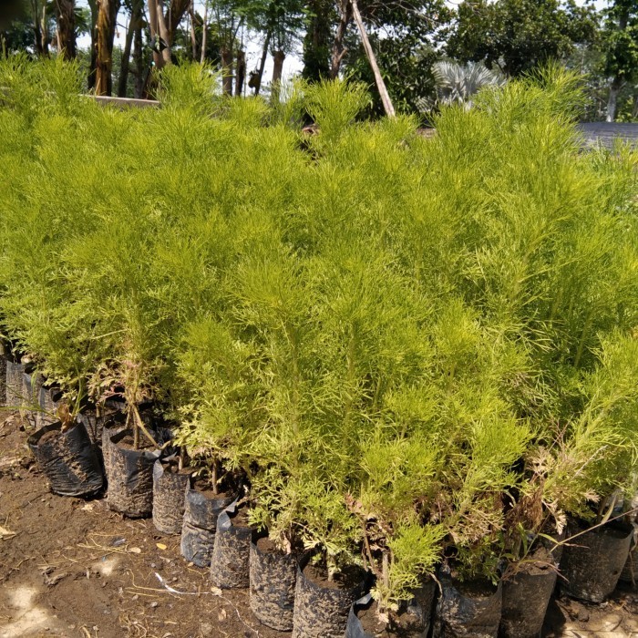 Jual Bibit tanaman Herbal pohon Adas pulo sari/Daun Adas Pulowaras ...