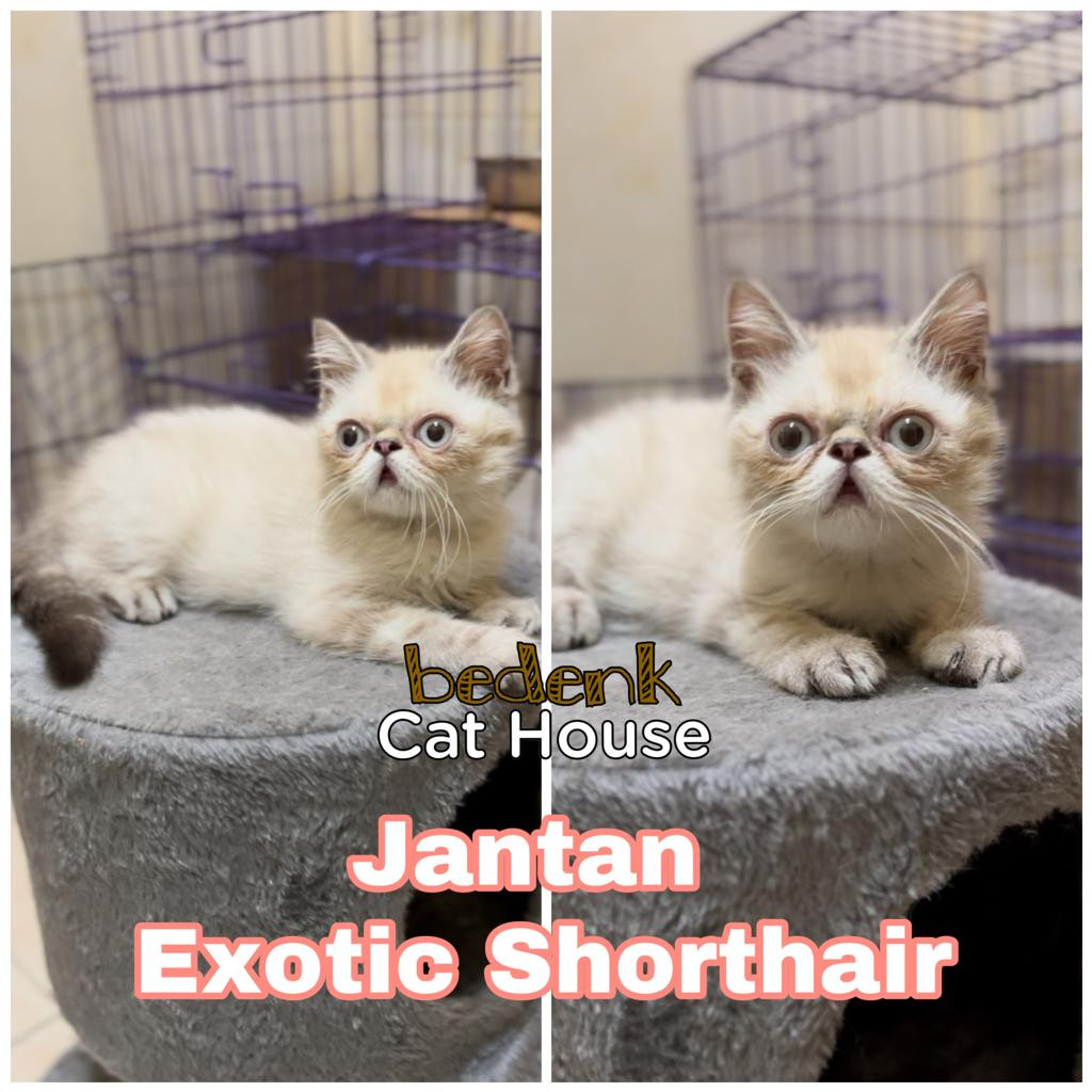Jual kucing persia exotic shorthair - NH01 | Shopee Indonesia