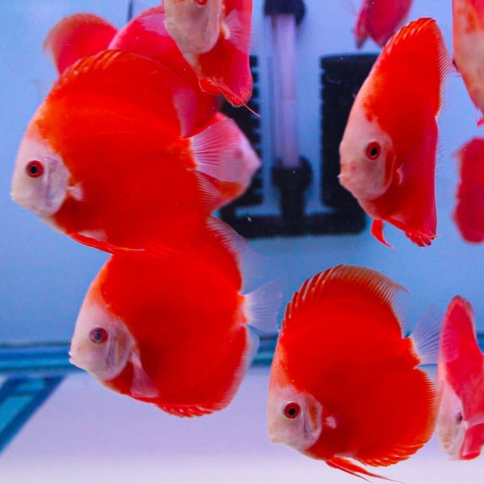 Jual Discus Red Melon / Ikan Discus Merah | Shopee Indonesia
