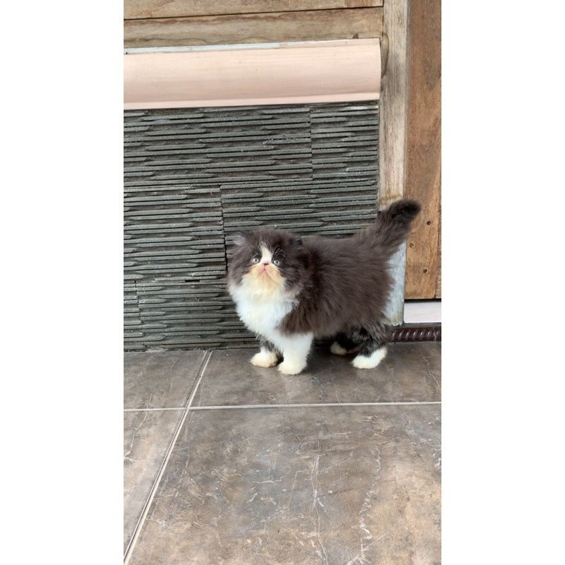 Jual kucing persia peaknose cebol | Shopee Indonesia