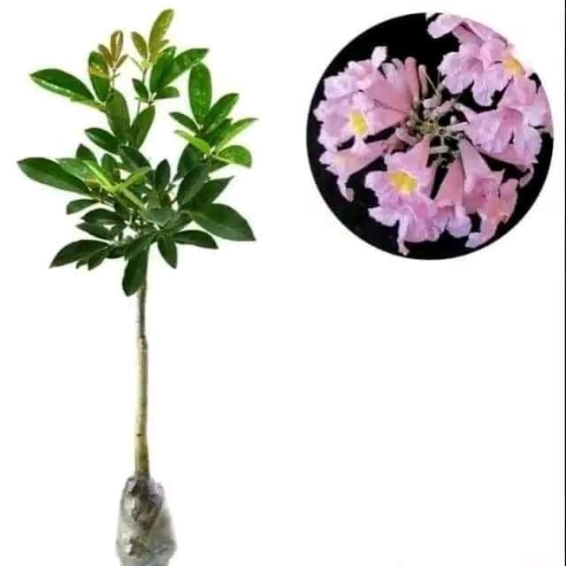 Jual tanaman hias bibit tabebuya bunga pink - pohon tabebuya | Shopee ...