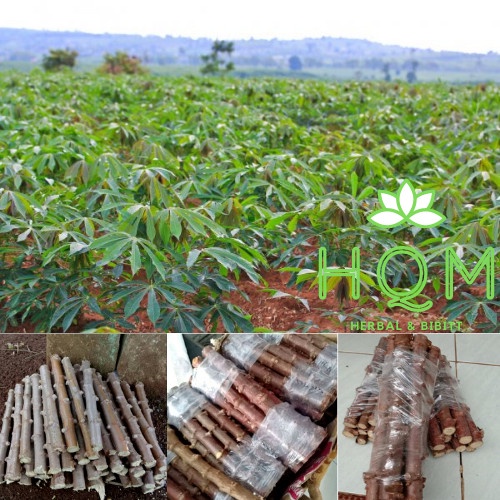 Jual 10 stek singkong pulen manis - Singkong mentega unggul mudah ...