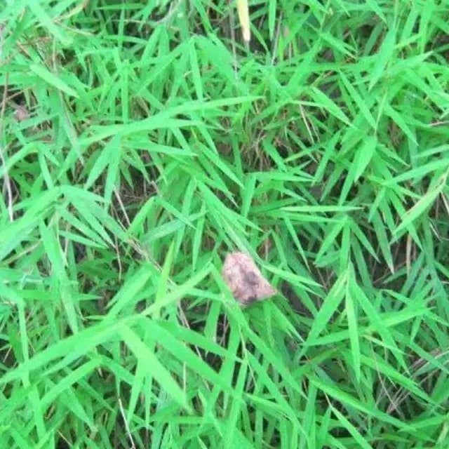 Jual herbal daun rumput bambu 250 gram | Shopee Indonesia