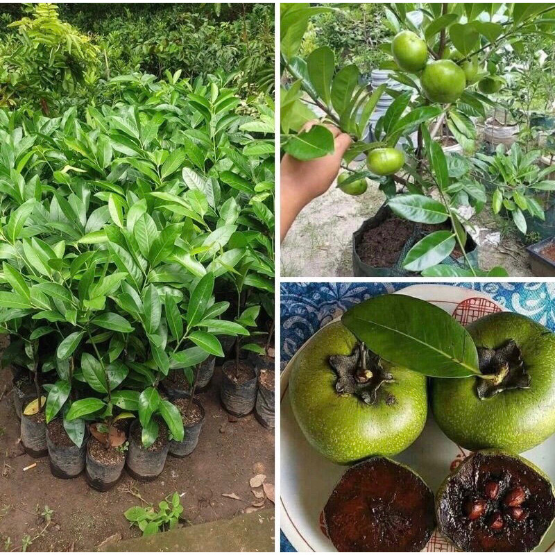 Jual Bibit Buah Black Sapote / Sawo Hitam (Tinggi -+ 30-60cm) | Shopee ...