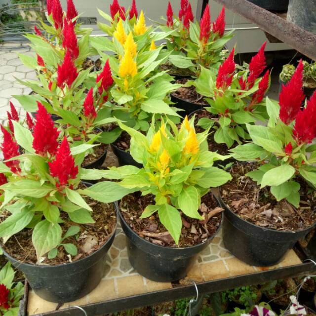 Jual Tanaman Bunga Taman Celosia Sudah Berbunga - Bunga Besar | Shopee ...