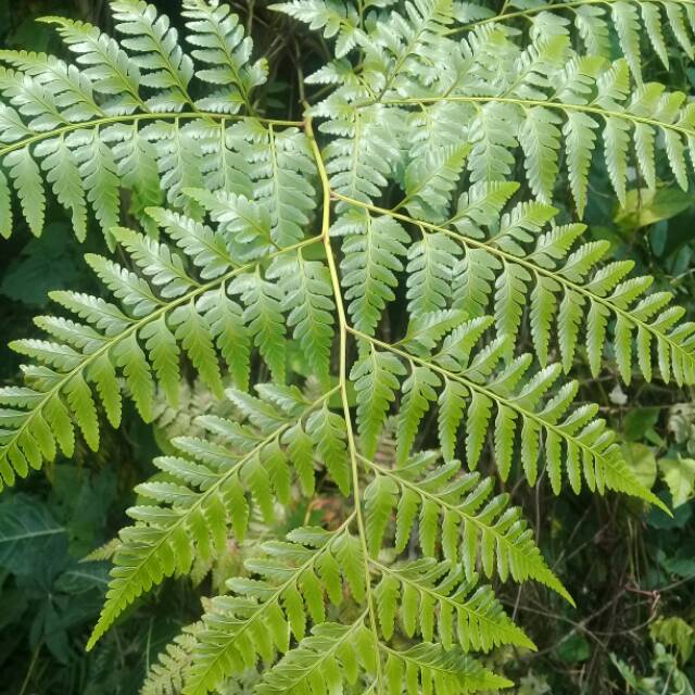 Jual Daun pakis atau tanaman paku 500gram | Shopee Indonesia