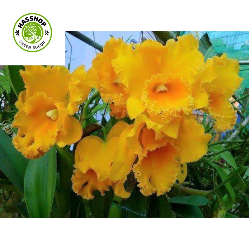 Jual Promo!!! BISA COD Anggrek remaja Cattleya Lian Her Glory | Shopee ...