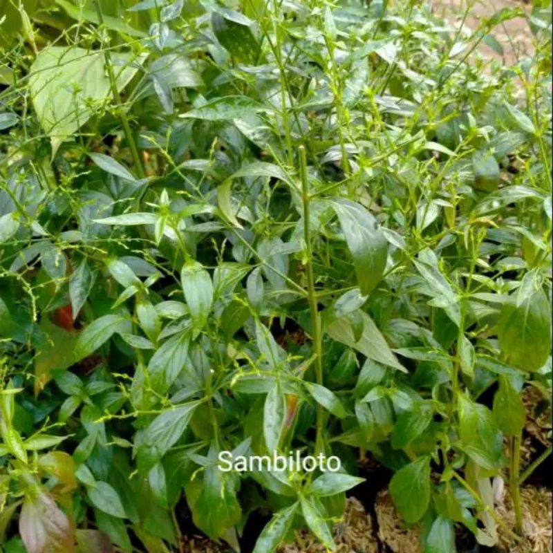 Jual tanaman herbal sambiloto jual daun dan setek tanaman sambiloto 200 ...