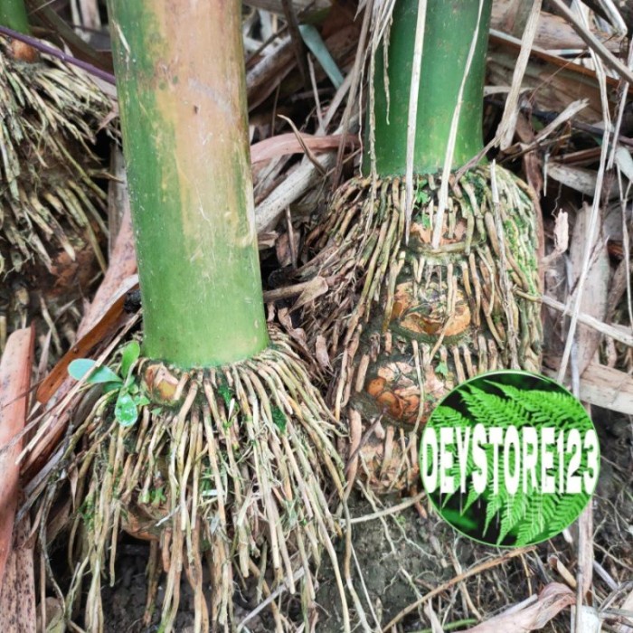 Jual Bibit bambu Hijou bogol bambu ampel | Shopee Indonesia