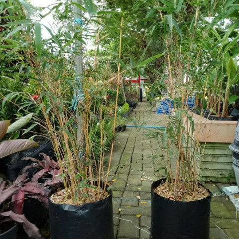 Jual Bibit Bambu Kuning Mini Kelas Premium, Bambu Kuning Hias | Shopee ...