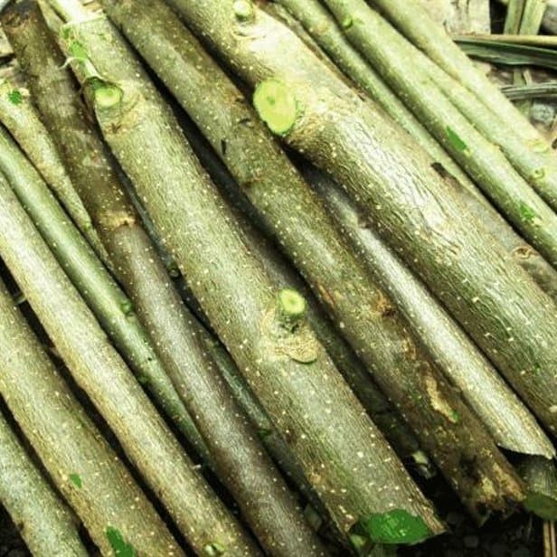 Jual bibit pohon gamal cutting stek batang gamal untuk rambat vanili ...