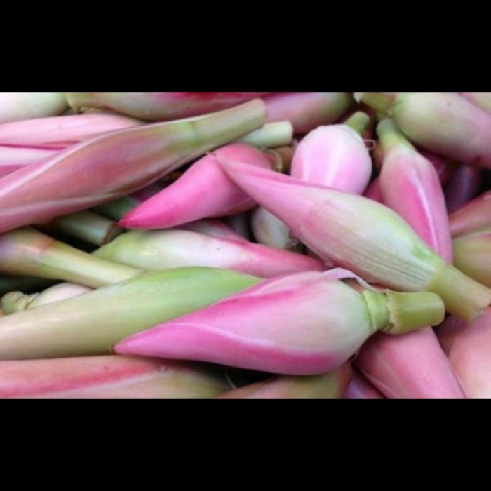 Jual bunga kecombrang/bunga honje berkhadiat | Shopee Indonesia