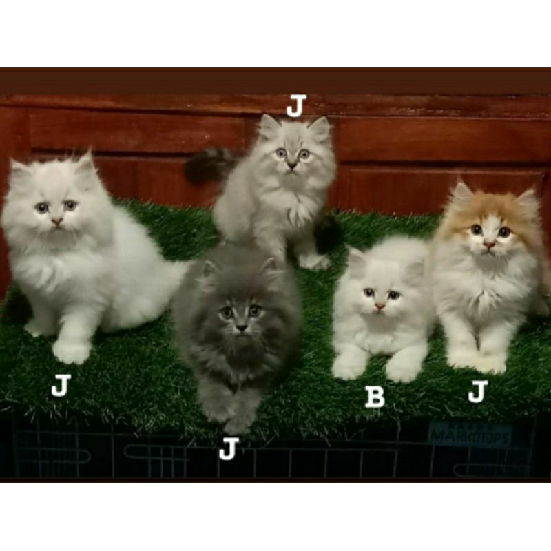 Jual Kucing kitten Persia super gembul | Shopee Indonesia