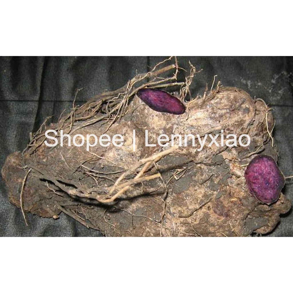 Jual Ubi Talas Keribang Ungu Thai Su Taisu Taro Tuace Tua ce Kalimantan ...