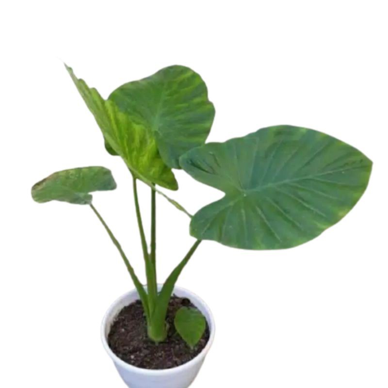 Jual talas hijo sente hutan | Shopee Indonesia