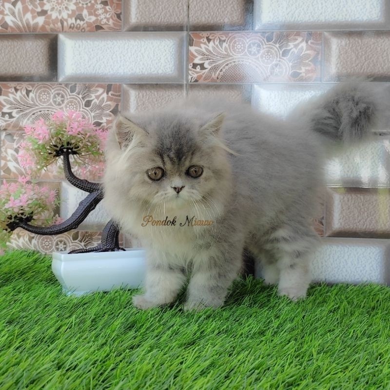 Jual Kucing Persia Anak Kucing Flatnose Blue Silver Simetris Peaknose ...
