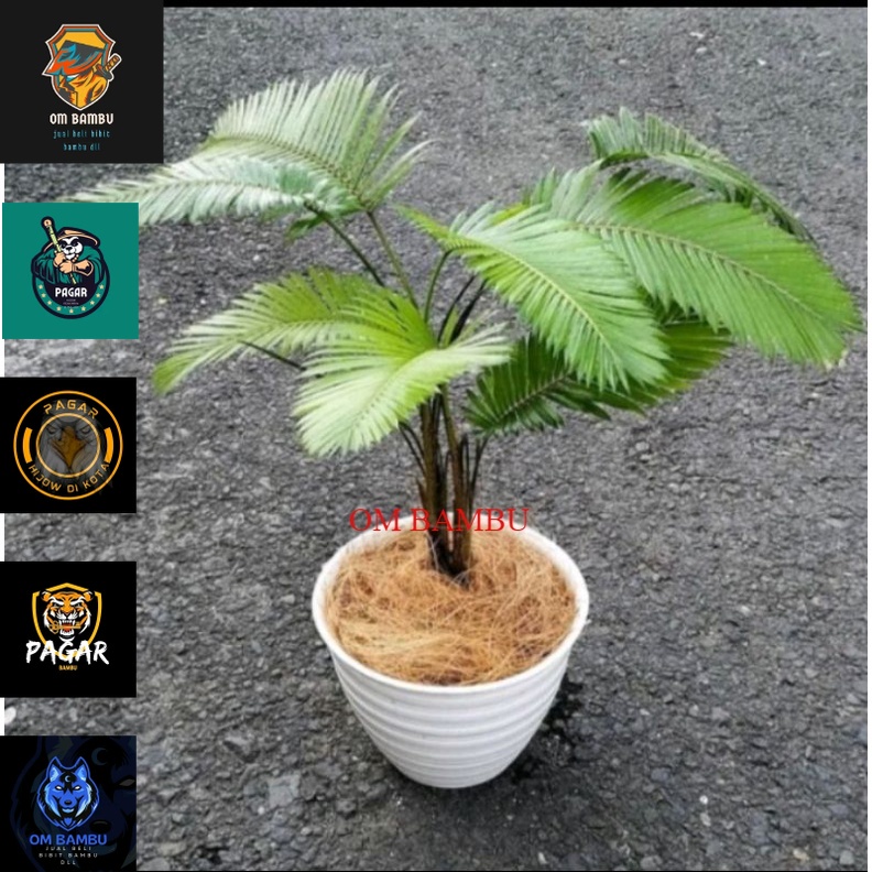 Jual palem rotan mini hutan siap tanam | Shopee Indonesia