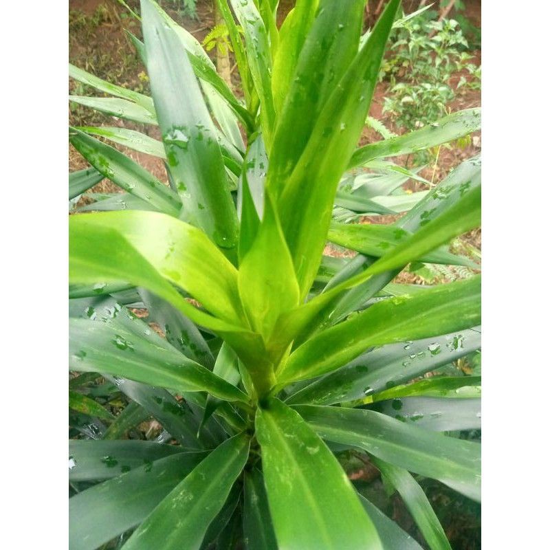Jual Daun Suji Pandan Betawi Segar Pewarna Hijau Herbal Alami Per 1 ...