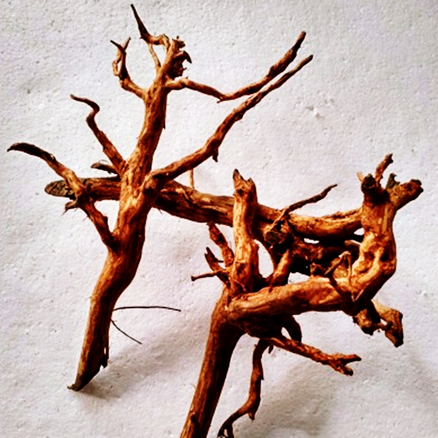 Jual Akar kayu Rasamala ukuran XXL Aquascape / Aquarium size L | Shopee ...