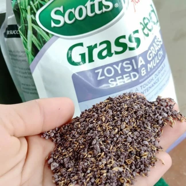 Jual Benih Bibit Biji Rumput Zoysia Matrella untuk lapangan sepak bola ...