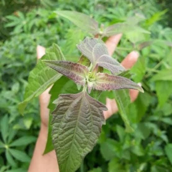 Jual New Promo Bibit kirinyuh - bibit tanaman kirinyuh - daun kirinyuh ...