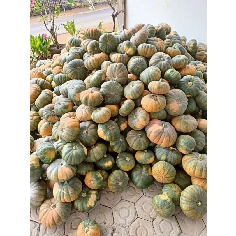 Jual 500gr Labu Parang Waluh Kuning Kolak Makanan MPASI Bayi - Hewan ...
