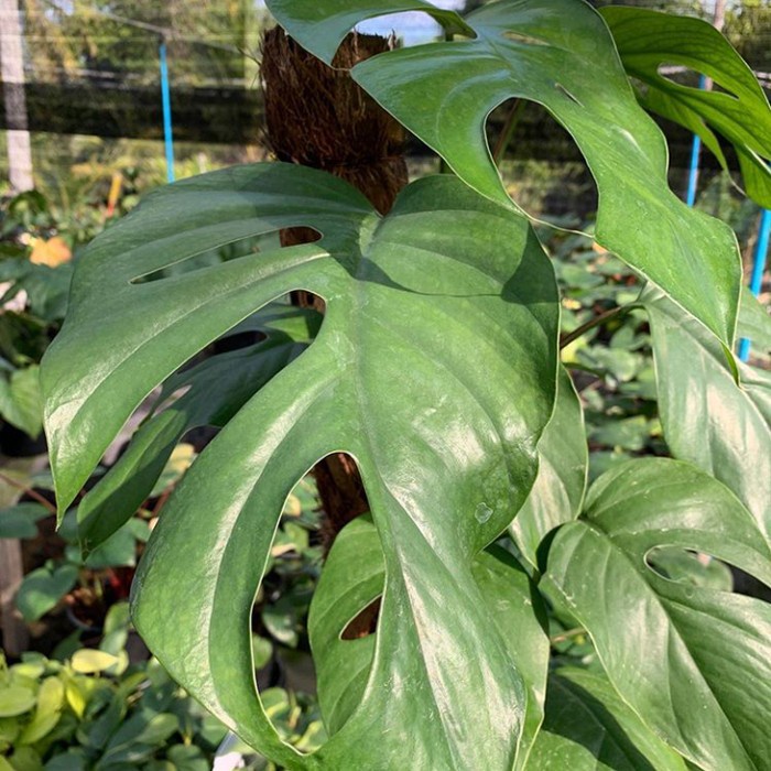 Jual Tanaman indoor philodendron rhapidopora pertusa monstera rambat ...
