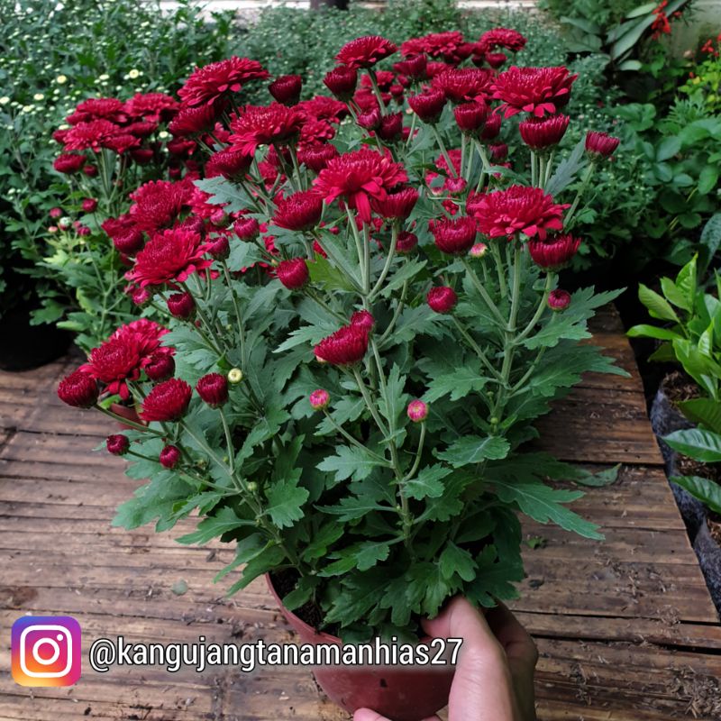 Jual TANAMAN HIDUP BUNGA KRISAN ASTER (BISA PILIH WARNA) | Shopee Indonesia