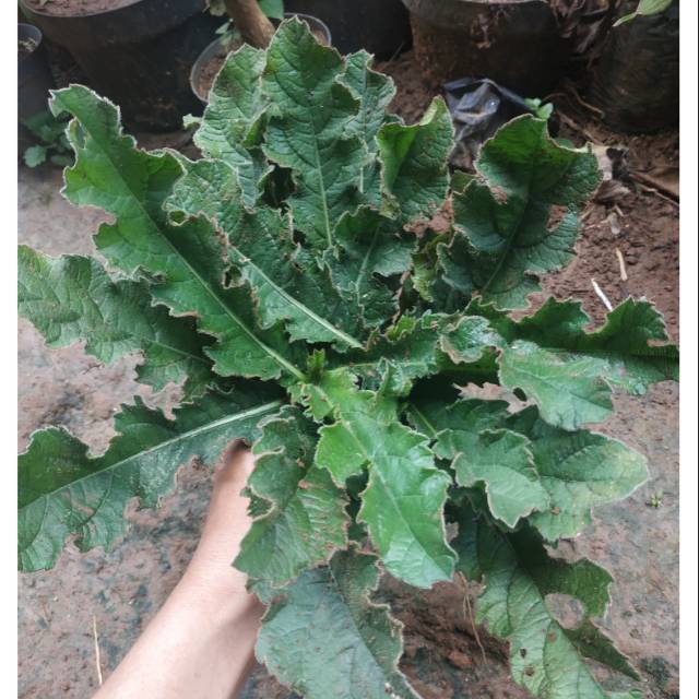 Jual Bibit tapak liman / tanaman tapak Liman / daun tapak liman ...