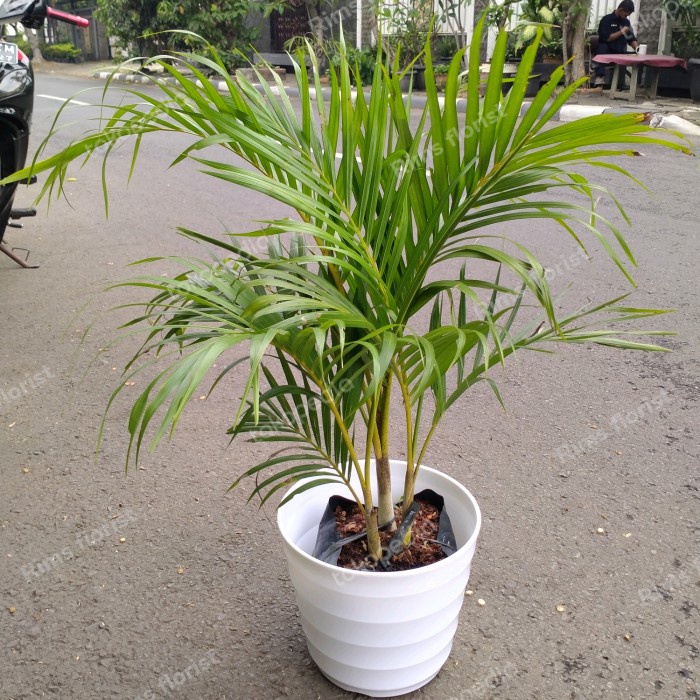 Jual Tanaman palem kuning /palm kuning | Shopee Indonesia