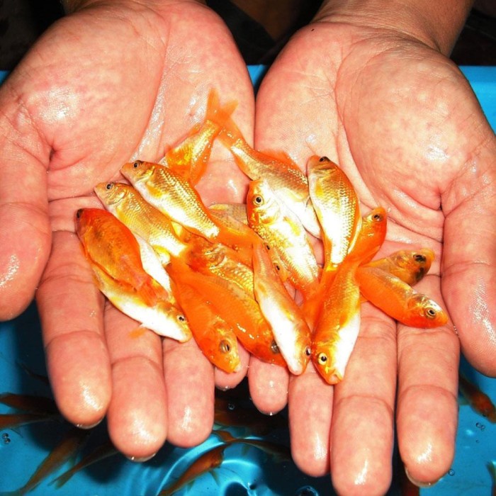 Jual Bibit Baby Ikan Mas Anakkan Pakan Predator | Shopee Indonesia