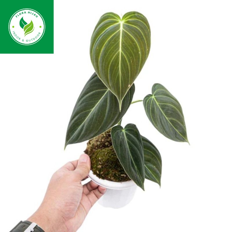 Jual ~ ( BISA COD ) PROMO! Tanaman Hias Philodendroon Melano Chrysum ...